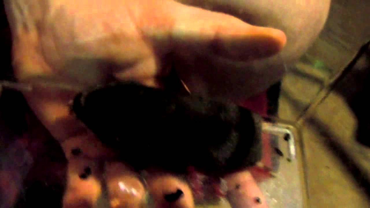 holy moley - YouTube