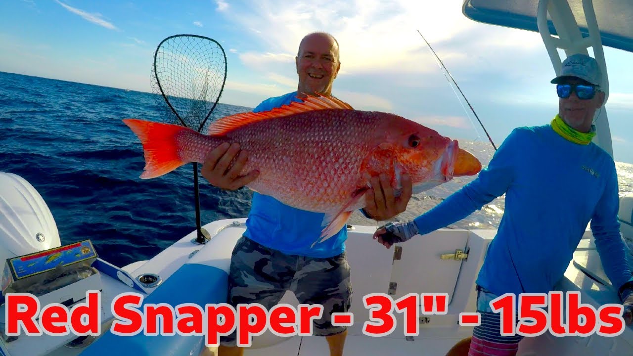 31 Inch Red Snapper - YouTube