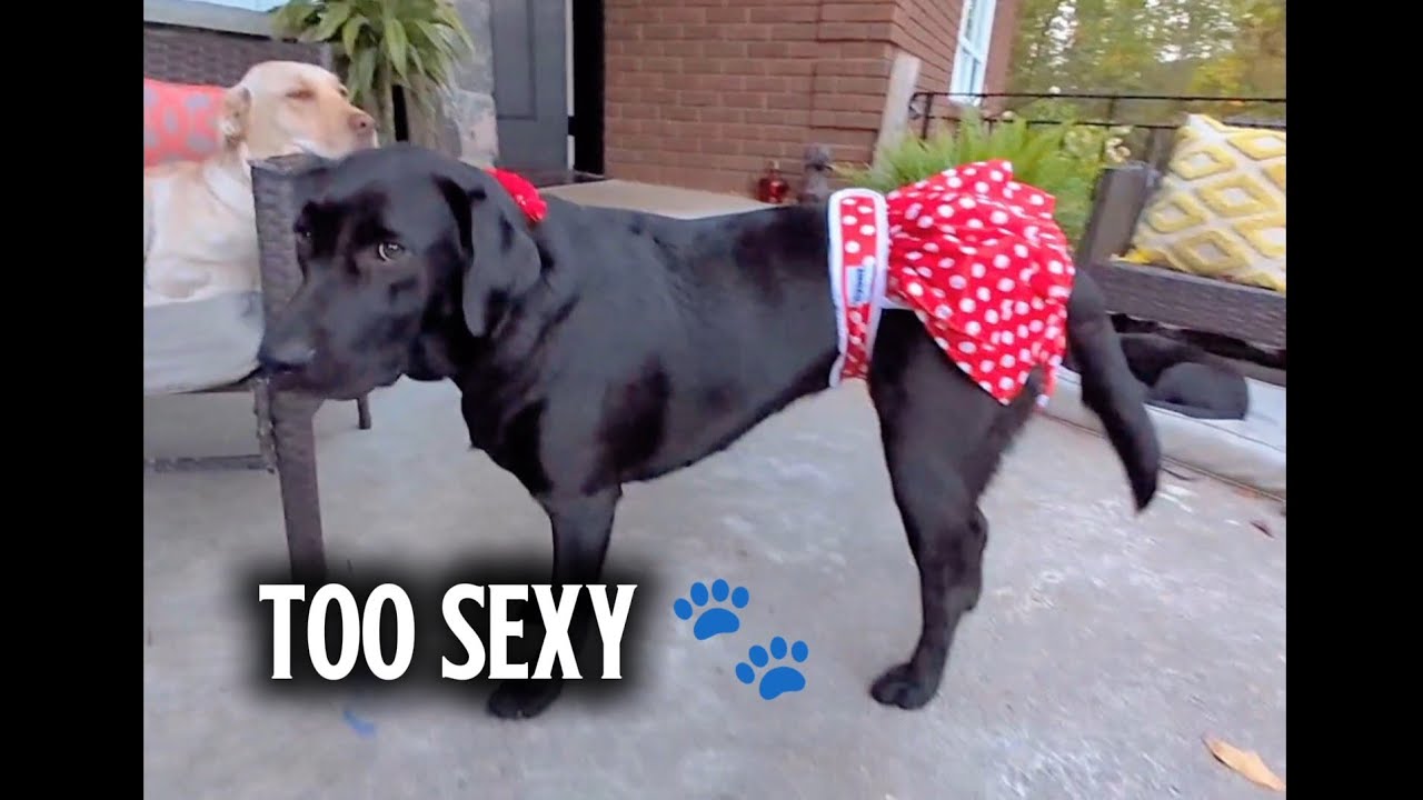 Betty’s Runway Debut | “I’m Too Sexy” Labrador Edition 💃🐾 - YouTube