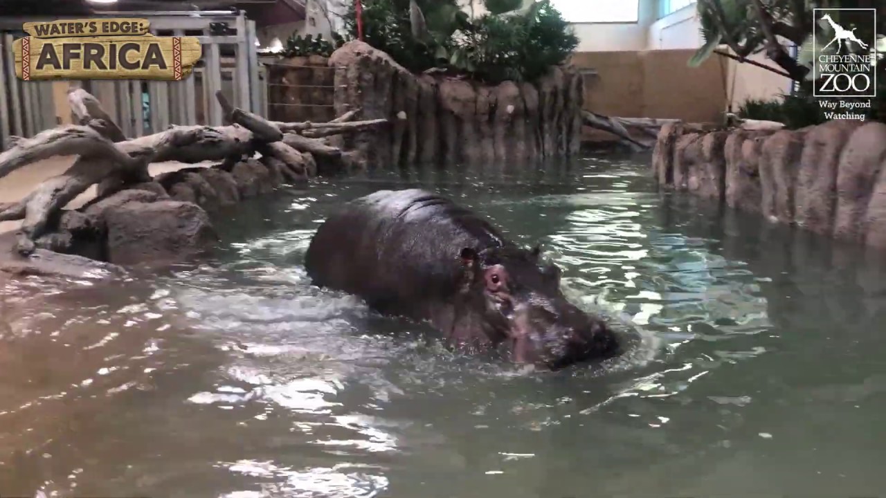 Hippos Return to Cheyenne Mountain Zoo! - YouTube