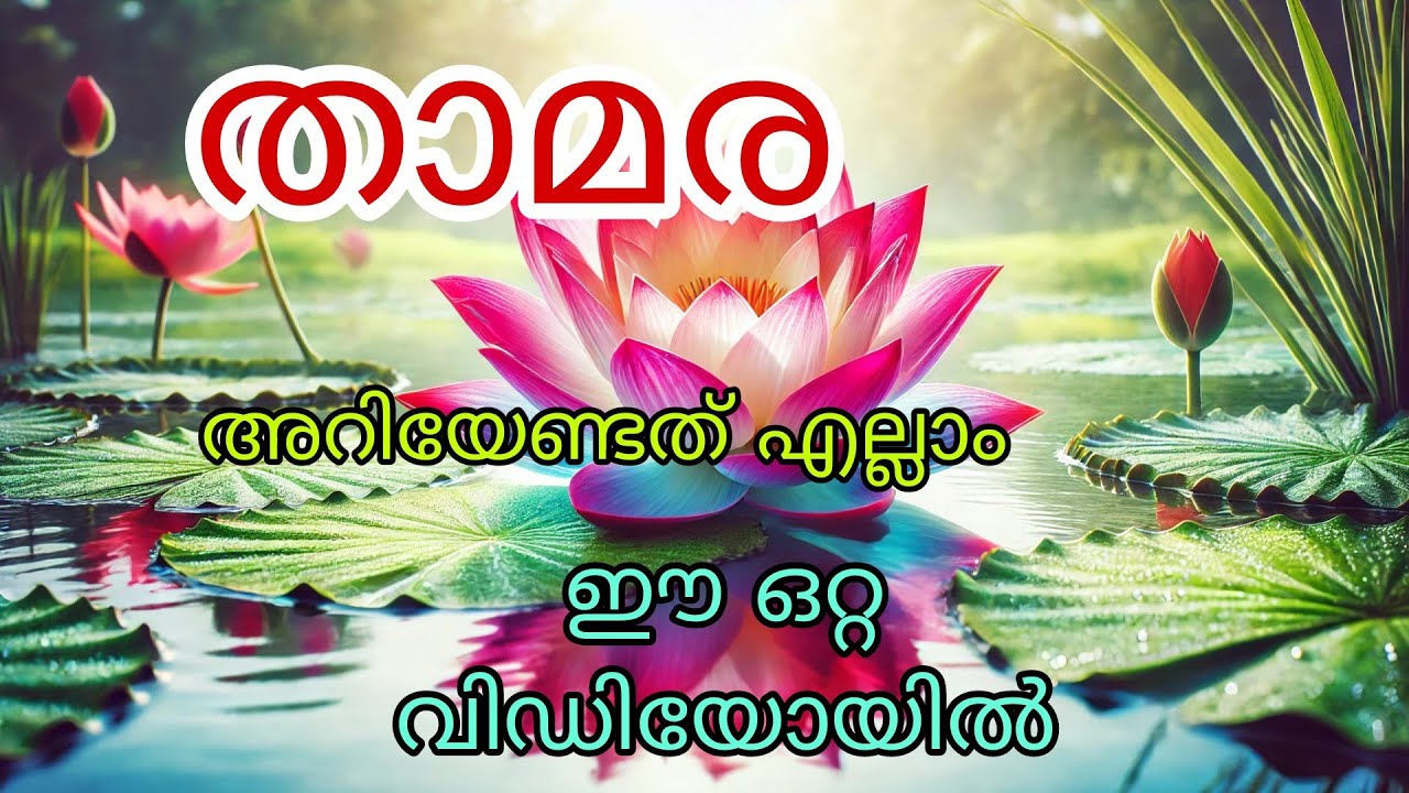 Lotus Care: The Complete Guide to Growing, Repotting & Overwintering|A ...