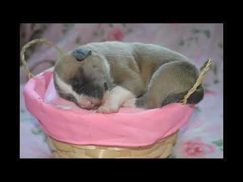 Puppy love #2013 #pawsome #sweetbaby #photography #cute #puppy #happypaws
