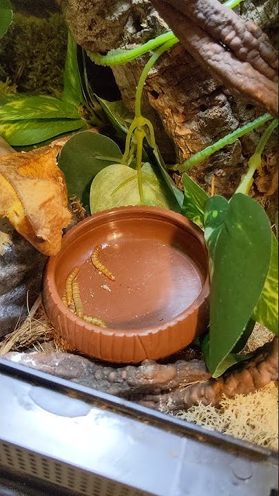 Orange Crested Gecko eyeing some mealworms #crestedgeckos #crestedgecko #crestie #mealworms ...