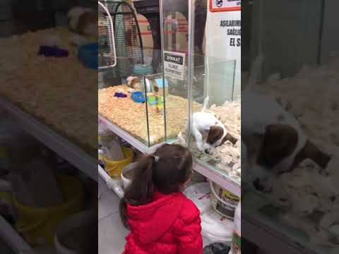 Meliler “Baba Kız Günü”nde pet shopta eğleniyorlar