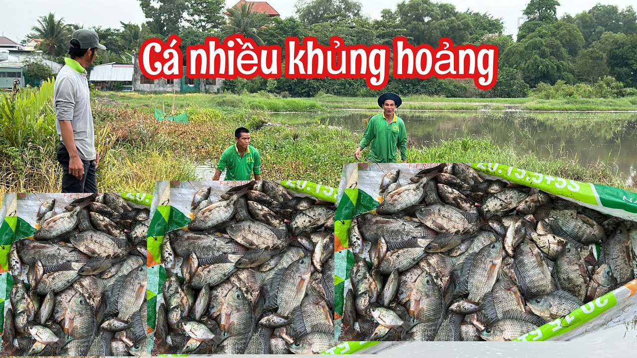 Phát Hiện Địa Điểm Cá Nhiều Khủng Khiếp Ở Long Thành - Đồng Nai | Fish ...