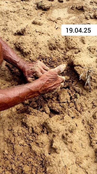 See Growth of Cowpea Field after 2 Weeks #shorts - YouTube