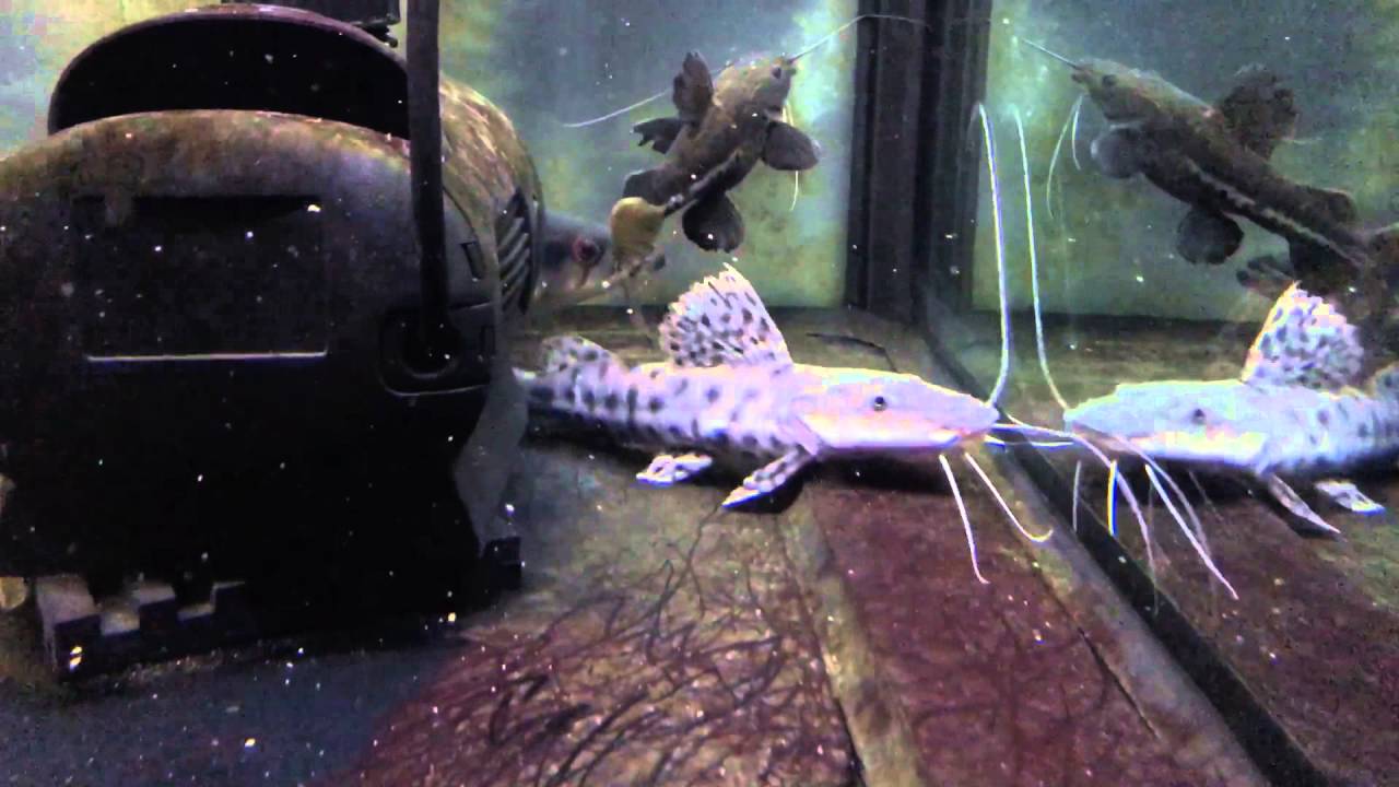 Pseudoplatystoma Tigrinum x Perruno Hybrid - YouTube