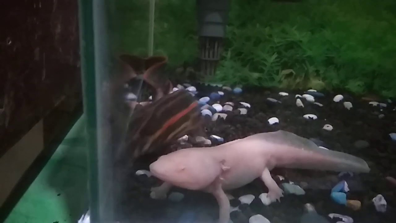 Sili Fish and Salamander Axo Keep their Teritory - YouTube