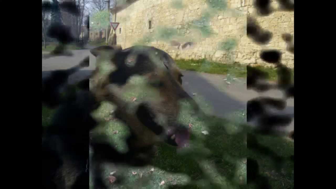 Rex- nejlepší pes na světě - YouTube