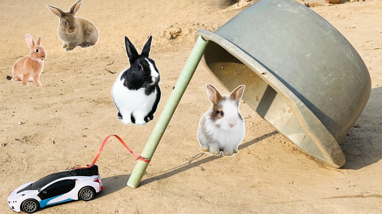 How To Make Rabbits 🐇 Catching Trap | Rabbit Catching Trap New Ideas ...