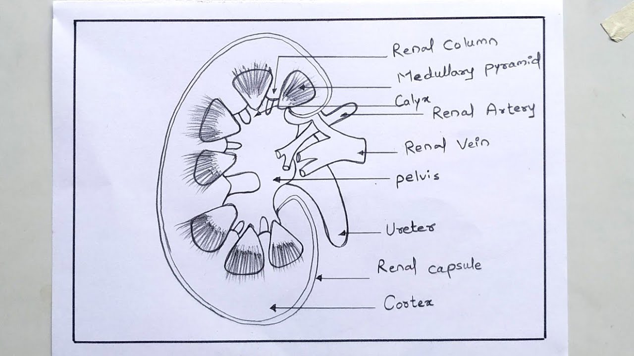 How to draw kidney | Easy way to draw kidney | pencil sketch | - YouTube