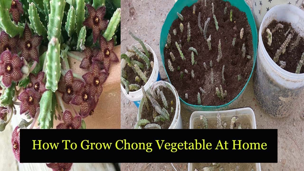 How To Grow Chong Vegetable | How to Grow Chong | How Grow Caralluma ...