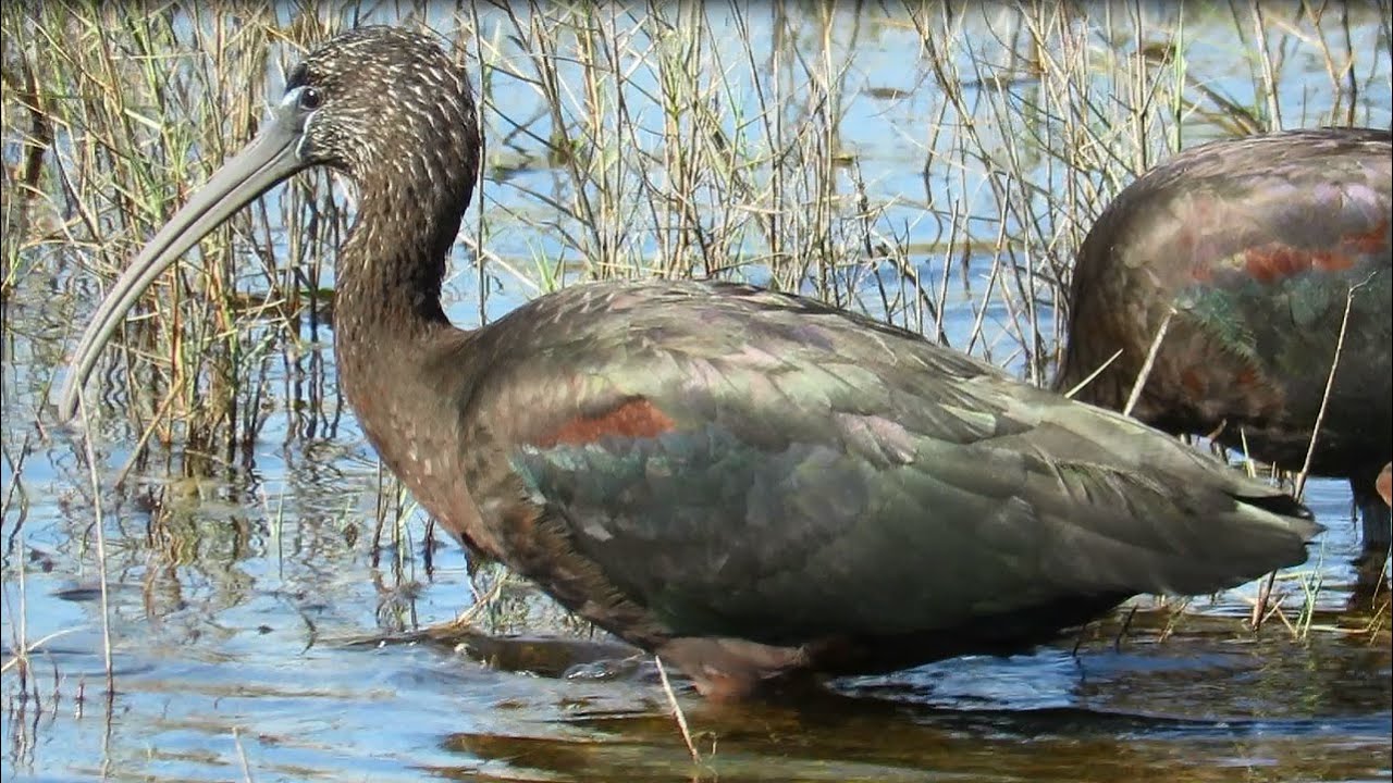 Glossy Ibis Flock Feeding - YouTube