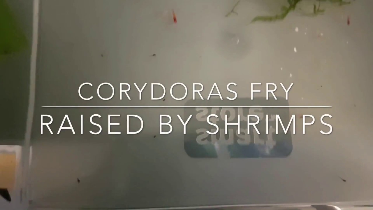 Corydoras fry raised by shrimps. - YouTube