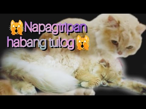 Pusang Tulog Pinagtripan @pinaytvvlogs - YouTube