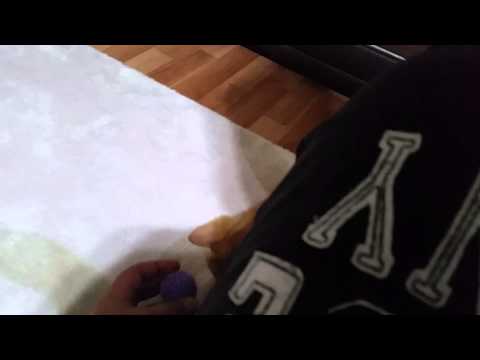 Yavru kedi zıplamayı öğreniyor.