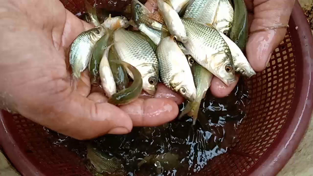 Amur Carp Fish Seed |Amur Carp| Fish Farming in Assam - YouTube
