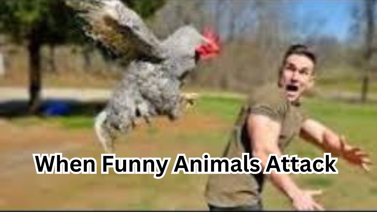 "Hilarious Animal Ambushes: When Nature's Pranksters Attack Humans ...