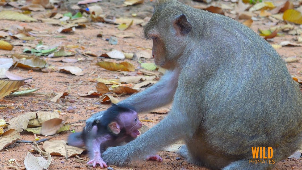 What happened baby monkey? l Less than one Week Old BB Monkey ...