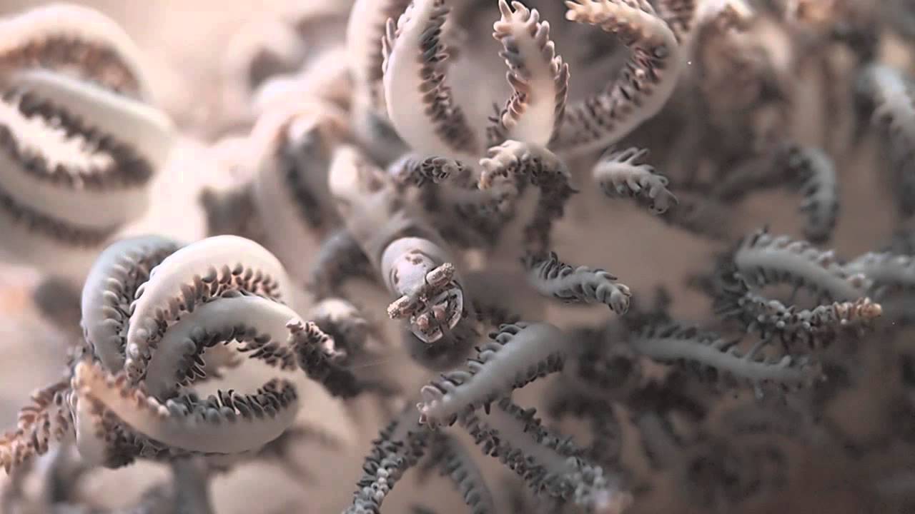 Xenia Shrimp - Alcyonohippolyte Commensalis - YouTube