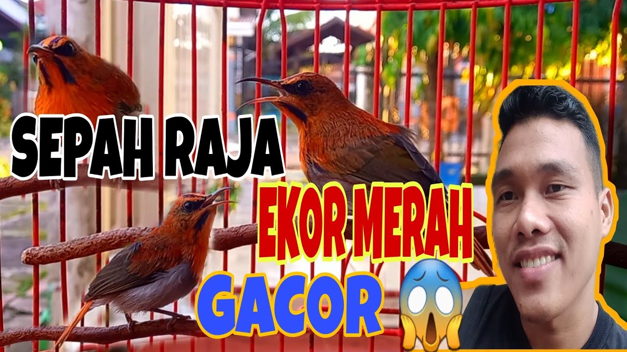 SEPAH RAJA EKOR MERAH GACOR isian banyak COCOK UNTUK MASTERAN BURUNG ...