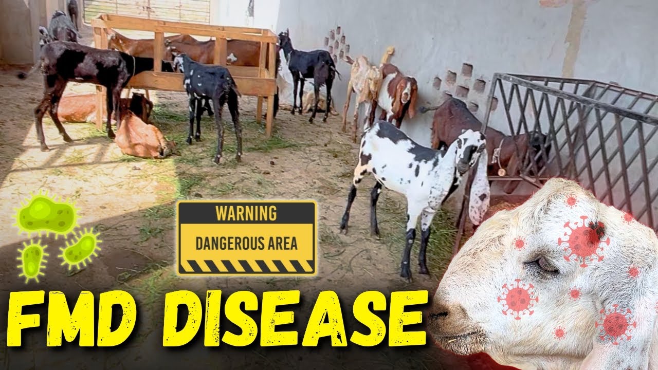 (FMD) Foot-and-Mouth Disease Treatment in Cattle || ARB FARMS - YouTube