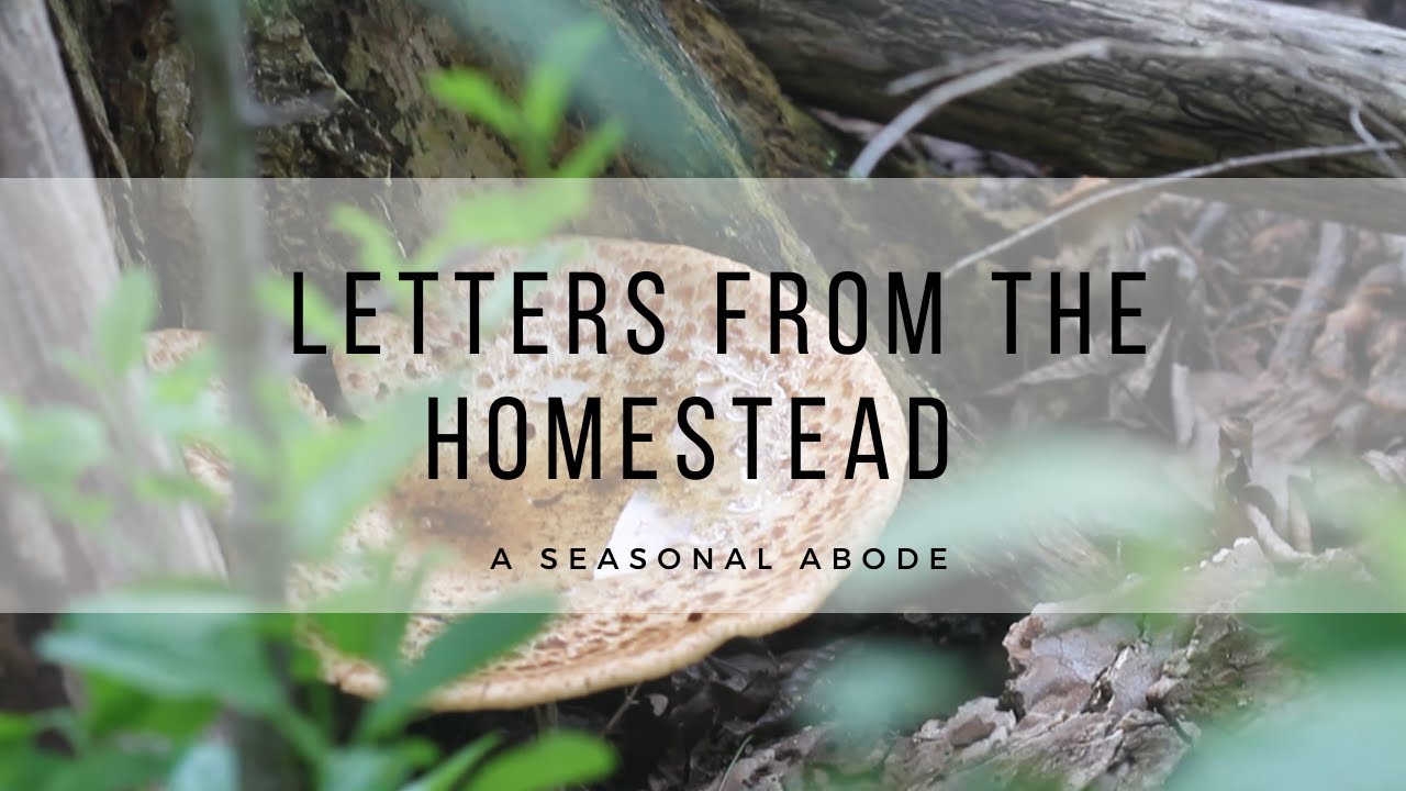 Letters from the Homestead Episode 3 || Slow Living | Homesteading ...