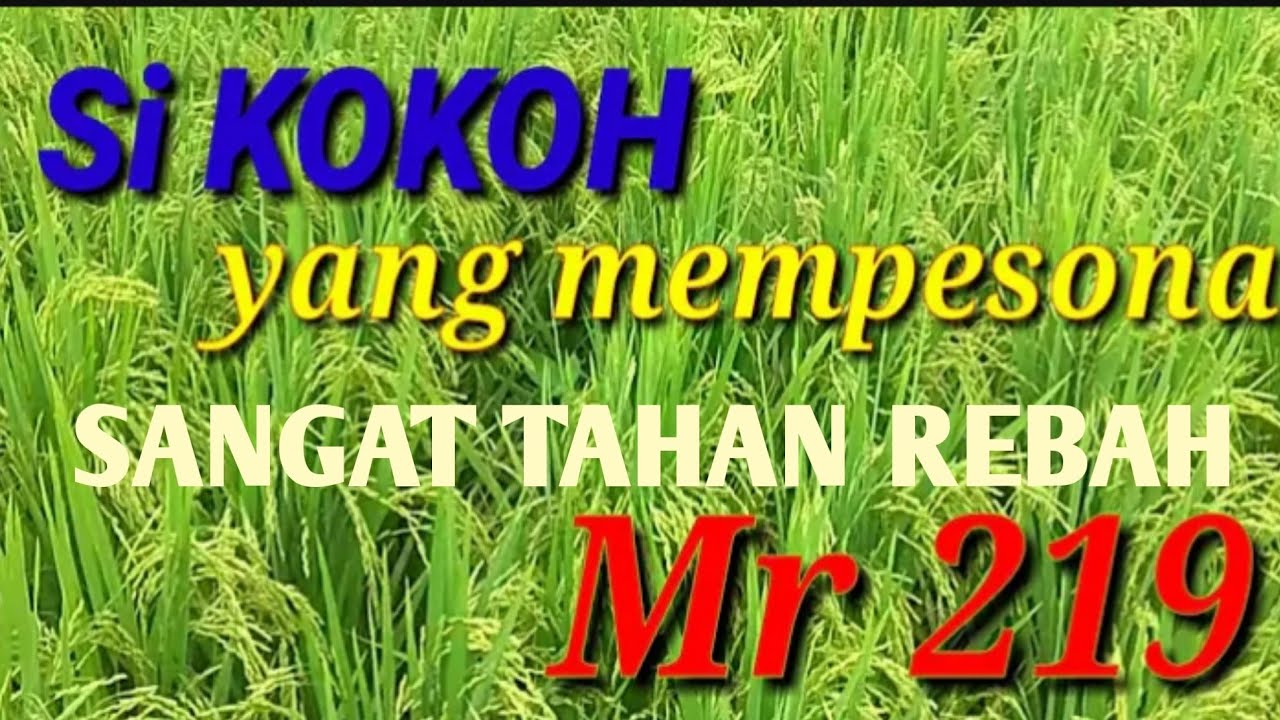 PADI MR 219 USIA 55 HST - YouTube