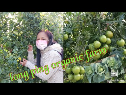 long ping organic farm - YouTube