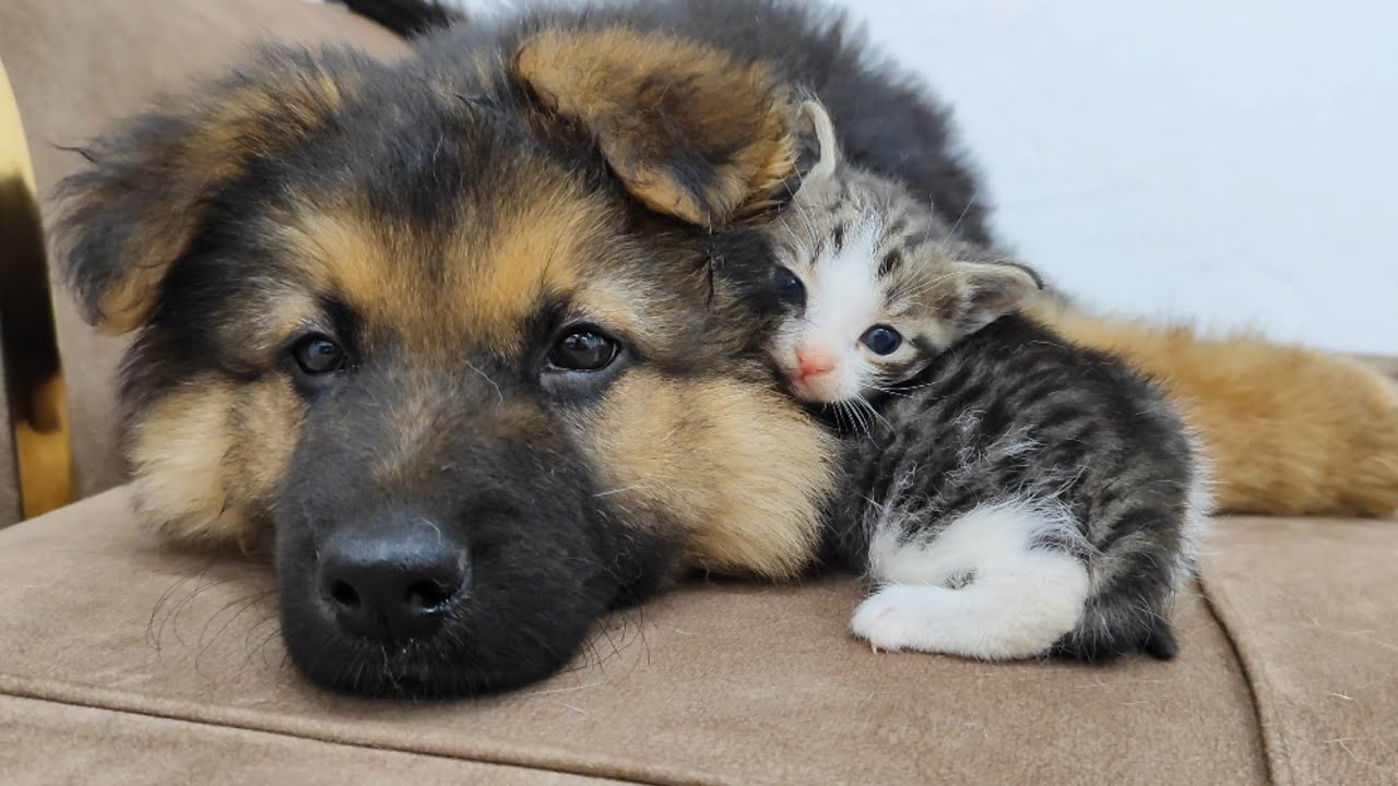 So cute German shepherd puppy and Kitten (Part 2) - YouTube