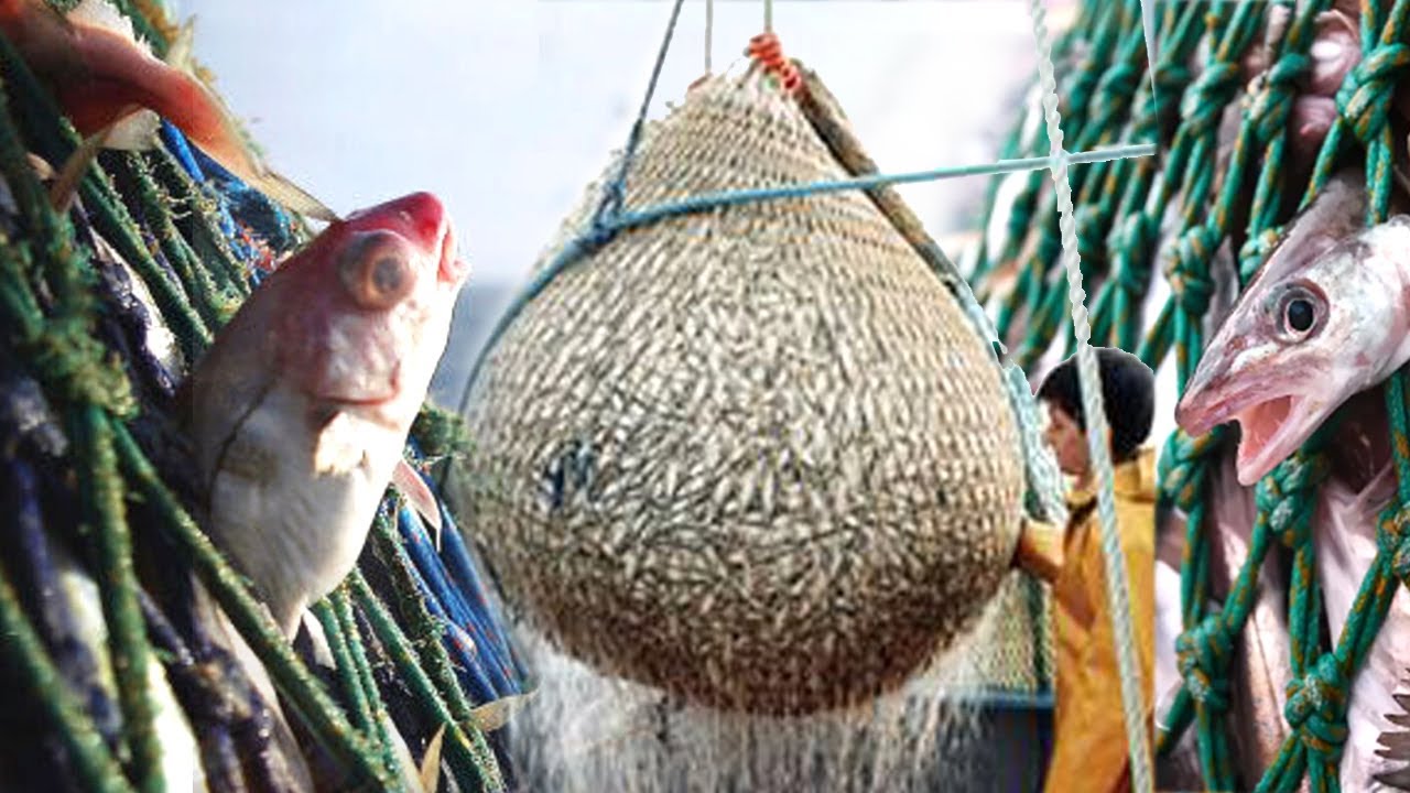 Unbelievable Big Catch Fishing In The Deep Sea With Big Boat | @FISH_TV ...