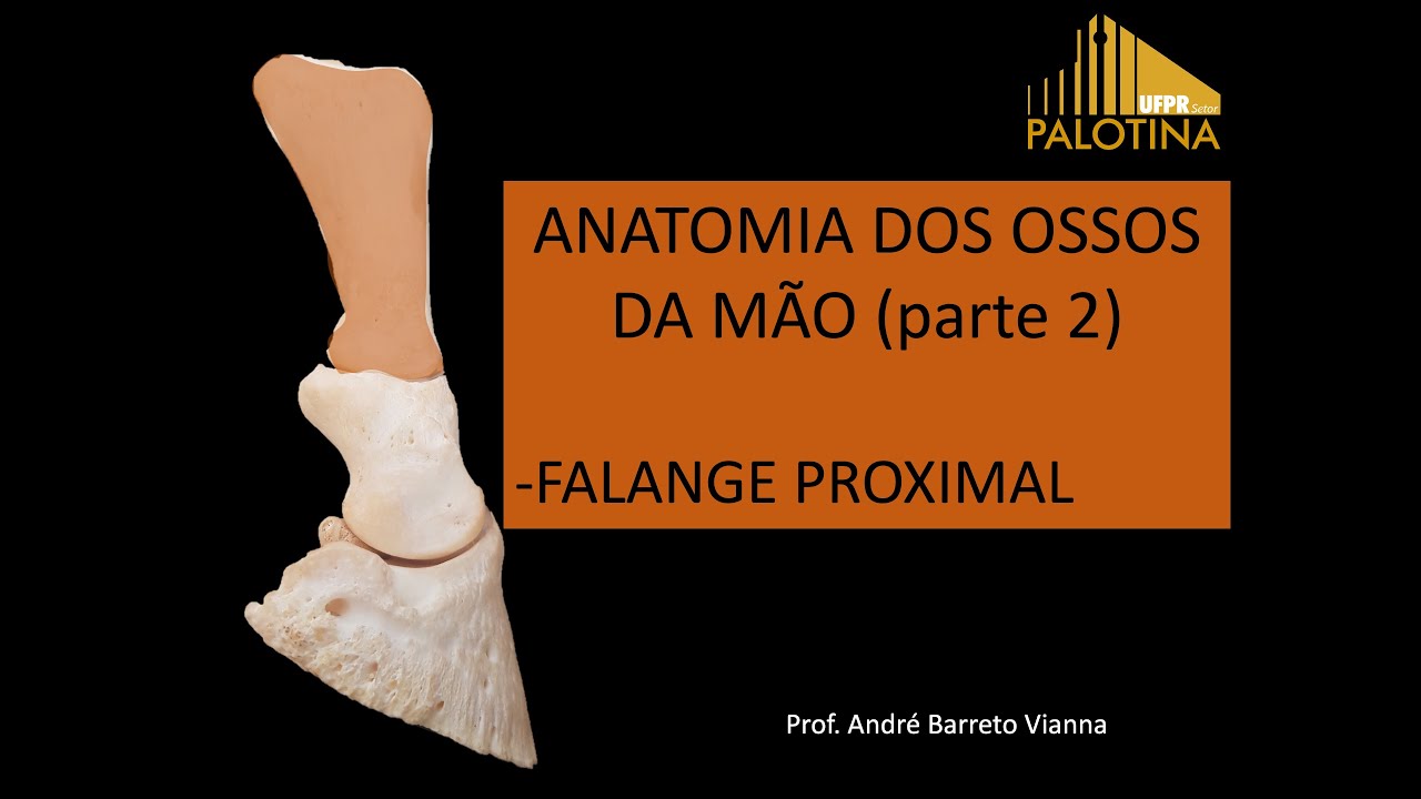 Anatomia Veterinária - Osteologia: falange proximal do equino - YouTube