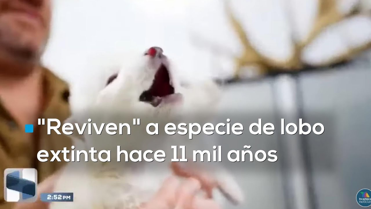 Lobo Arrebatando A Un Humano No Más Que Un Humano. – Campos De