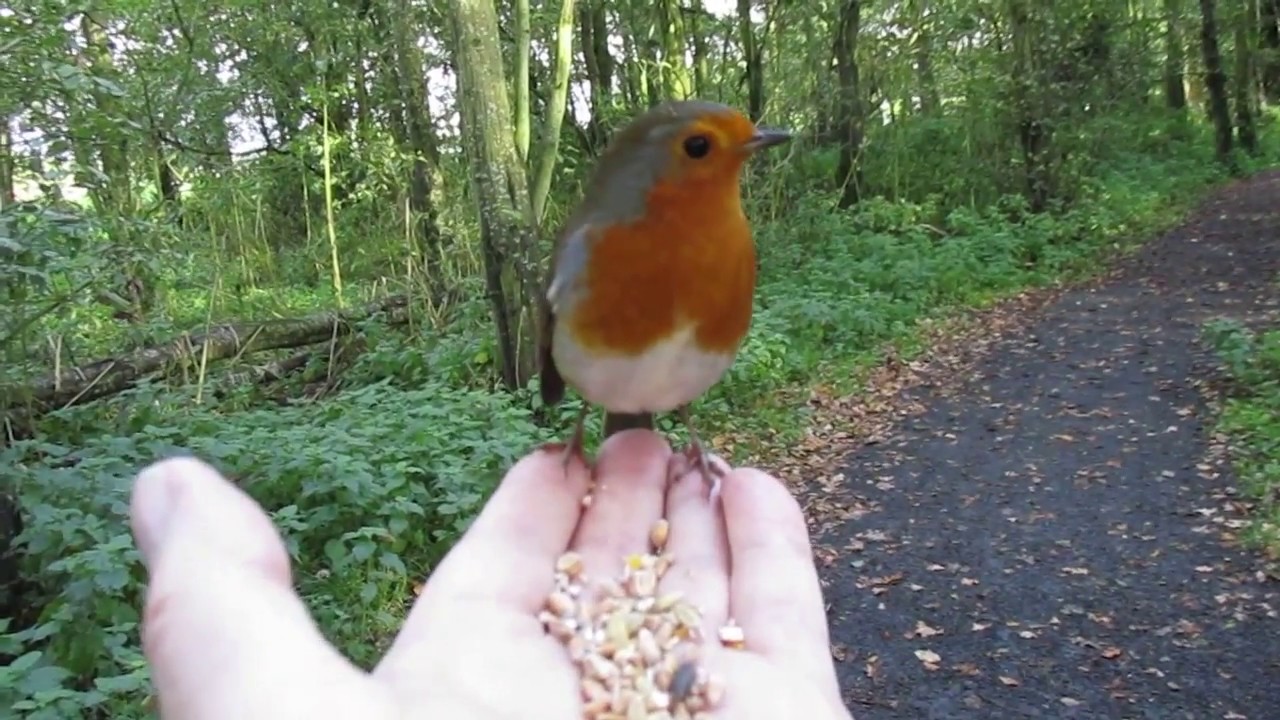 paddy the robin from ireland - YouTube