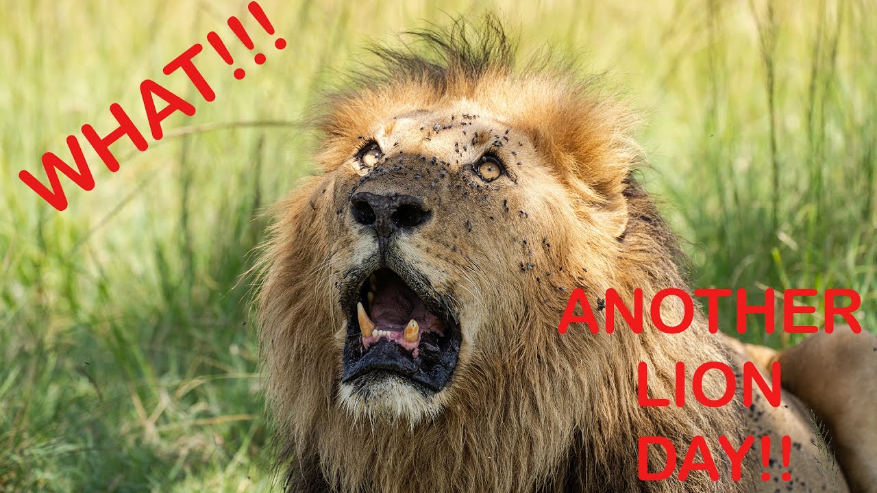 Another unexpected adventure on safari ing the Maasai Mara Kenya! - YouTube