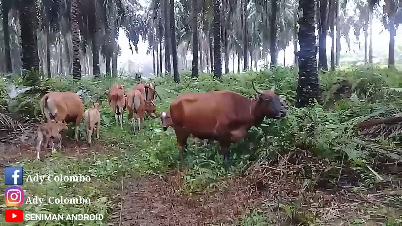 Angon Sapi || Sapi Bali || - YouTube