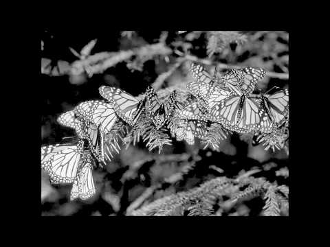 Batuhan Ekşi, Anıl Alkan - KELEBEKLER ÖLÜNCE