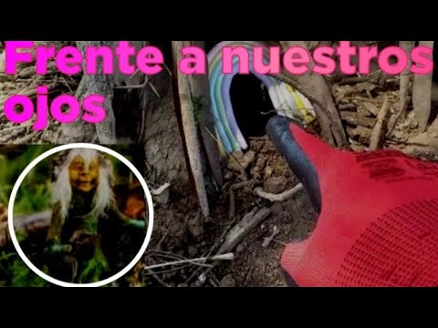 Elfos reales frente a nuestros ojos/ Guardianes de elfos (Parte 1 ...