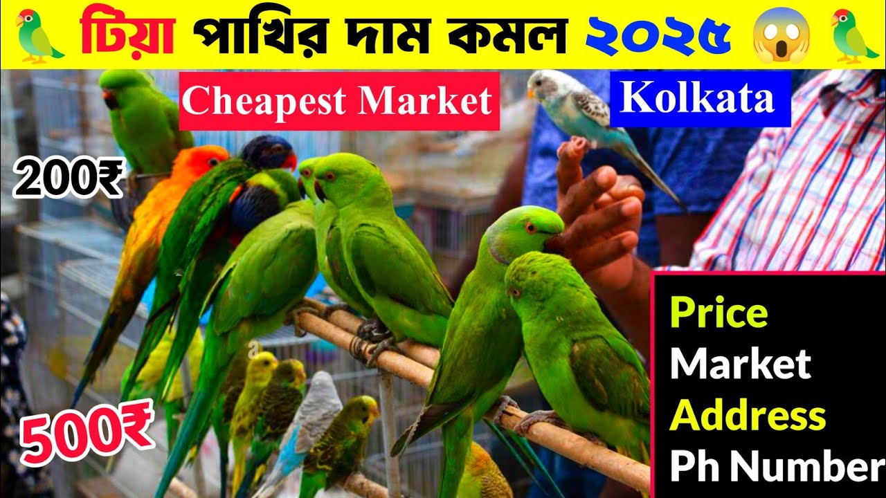টিয়া পাখির দাম কমল ২০২৫😱 || কোলকাতার সব থেকে সস্তা পাখির মার্কেট ২০২৫ ...