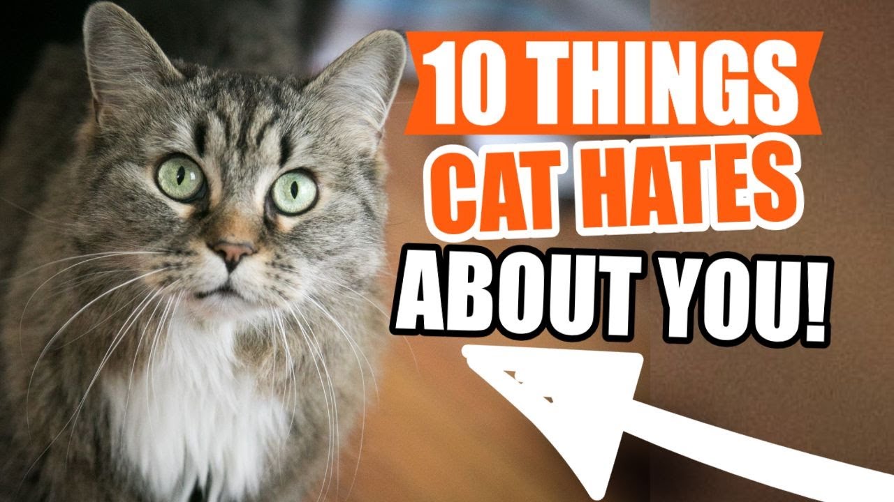 10 THINGS CATS HATE about HUMANS😾 Avoid them! - YouTube