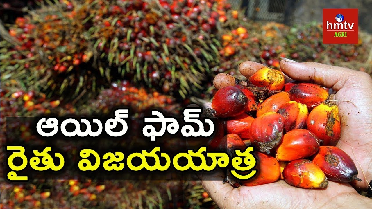 Oil Palm(Palm Oil) Cultivation - Experience Of A Successful Farmer ...