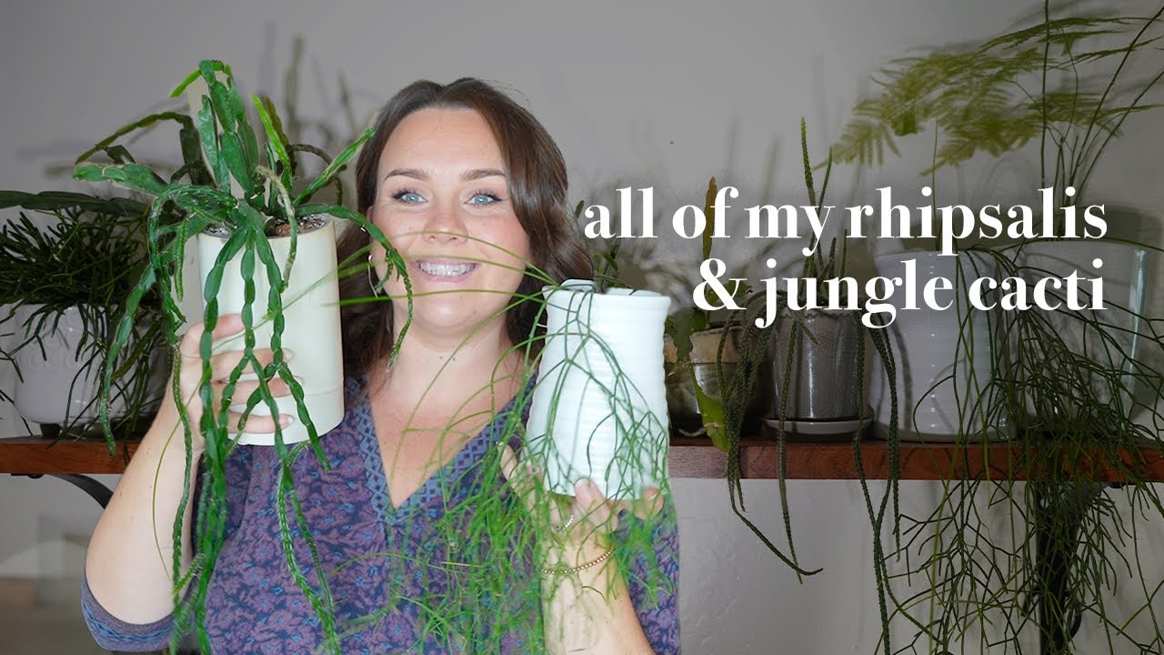 my entire rhipsalis & jungle cactus collection 🌿 - YouTube