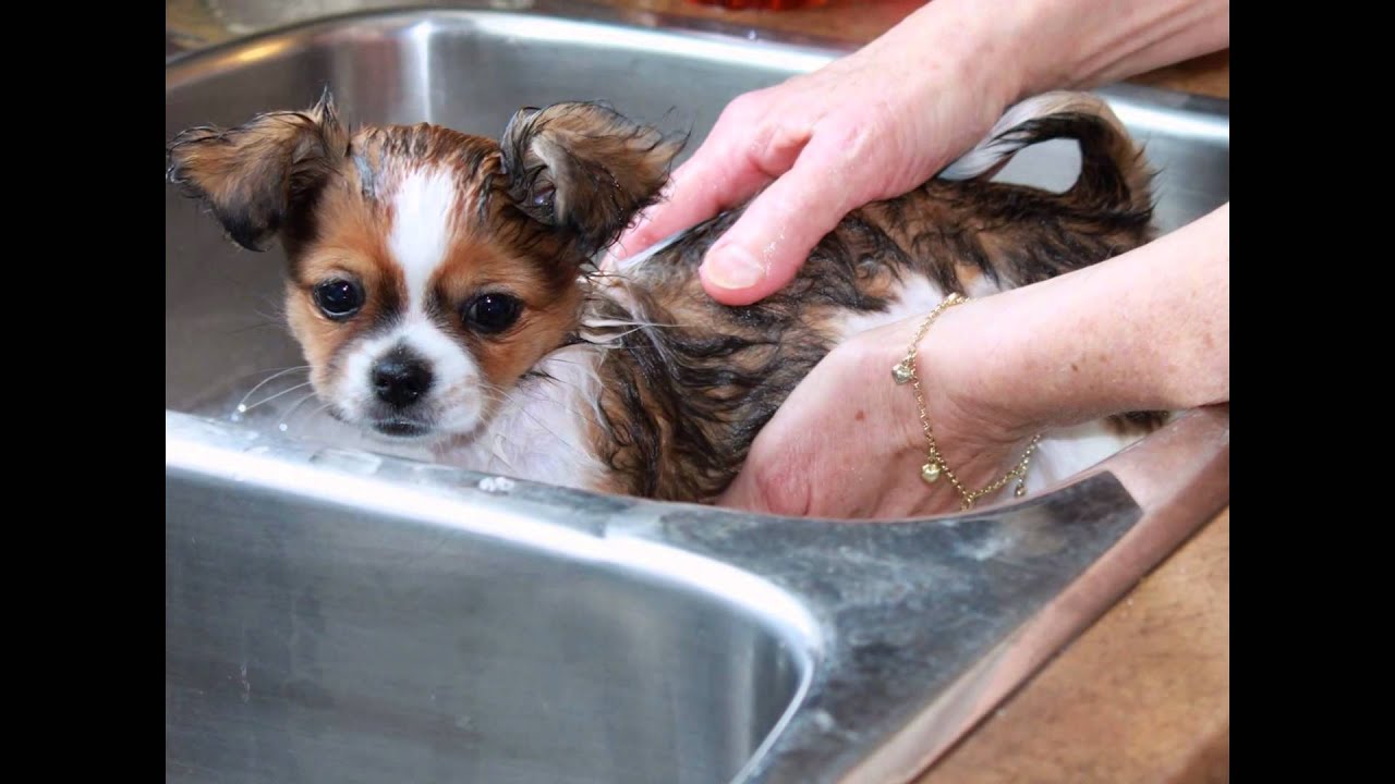 Shih Tzu/Chihuahua ShiChi Willow~Perfect puppy~4 months old - YouTube