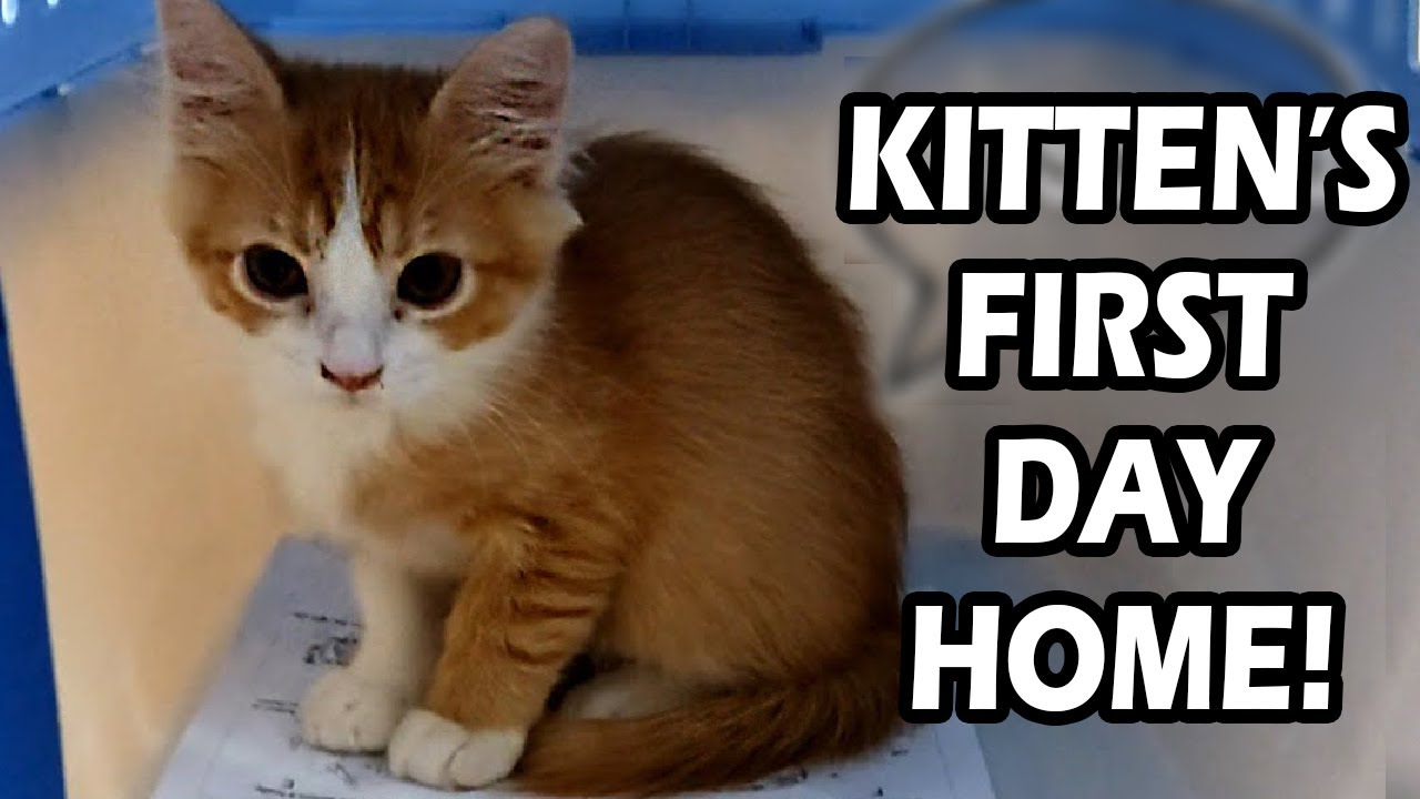 Adopting A Kitten | Cat's First Days Home! - YouTube