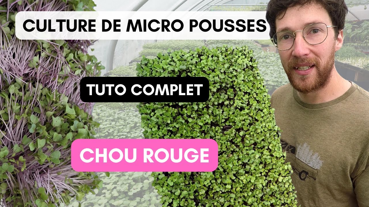 [Tuto complet] La culture des micro pousses de Chou rouge - YouTube