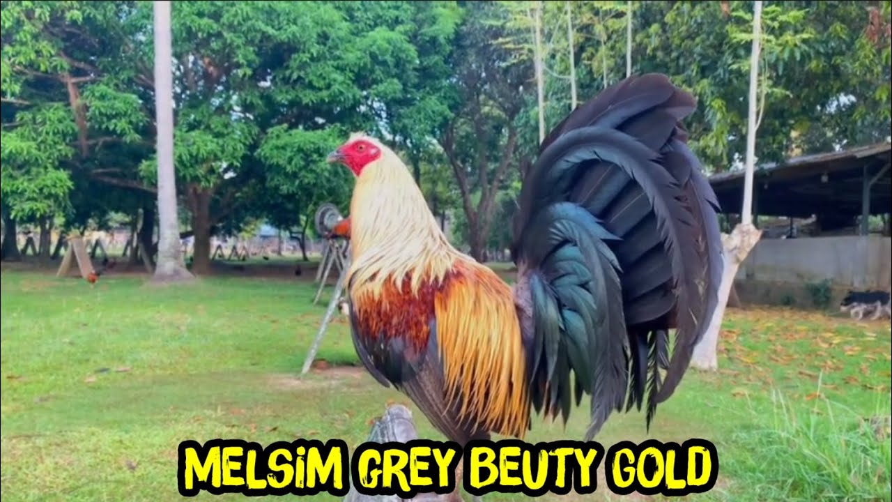 MELSIM GREY GOLD PAEL FARM - YouTube