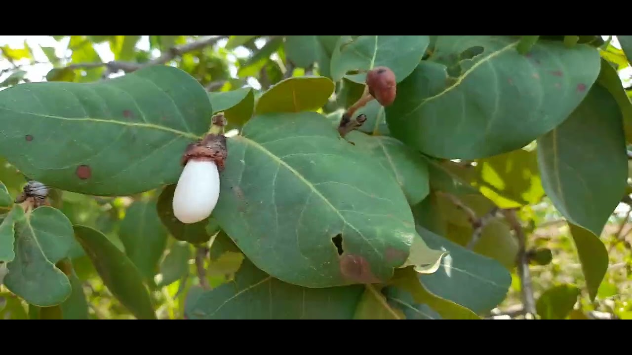 White Bhilawa Seeds In Forest 📲 :-7498694521 Safed Biba Seeds Ready To ...