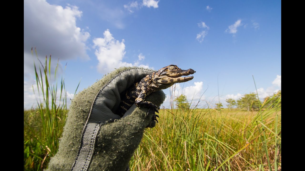Venture Out Gator Hatchlings Everglades National Park - YouTube