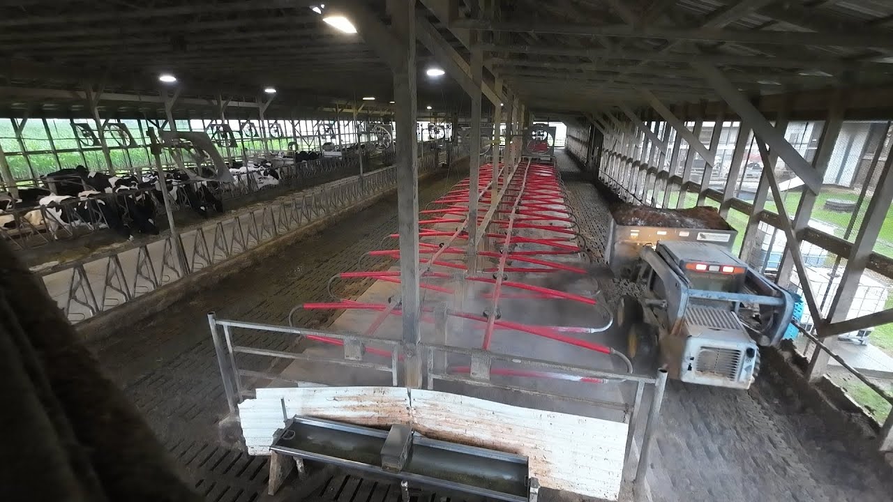 Milking Cows & Recycled Bedding Update | 10th Generation Dairyman | The ...