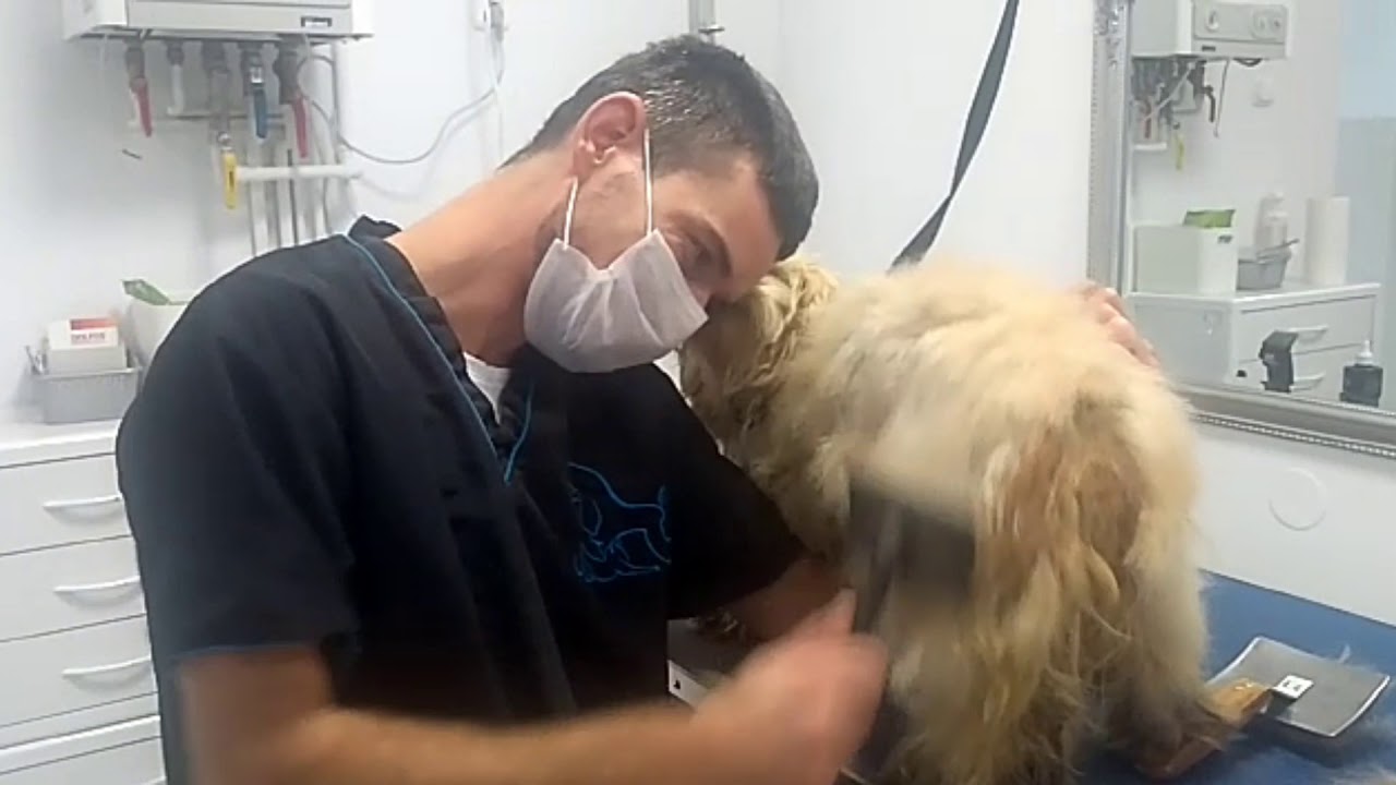 How to groom very matted dog wyczesywanie strzyżenie psa - YouTube